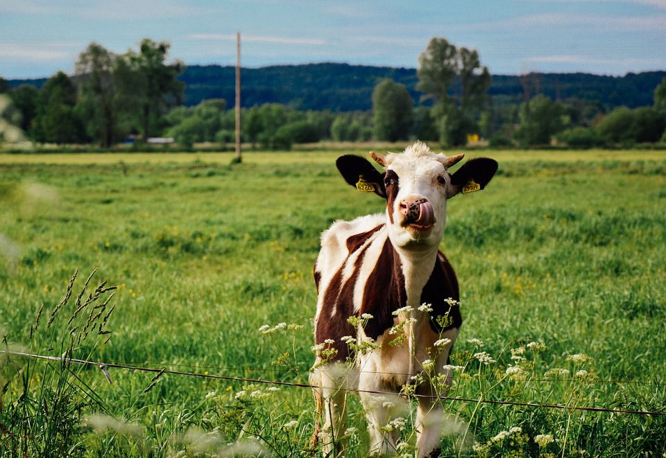 How Much Grain Does A Dairy Cow Eat Per Day BALLYA